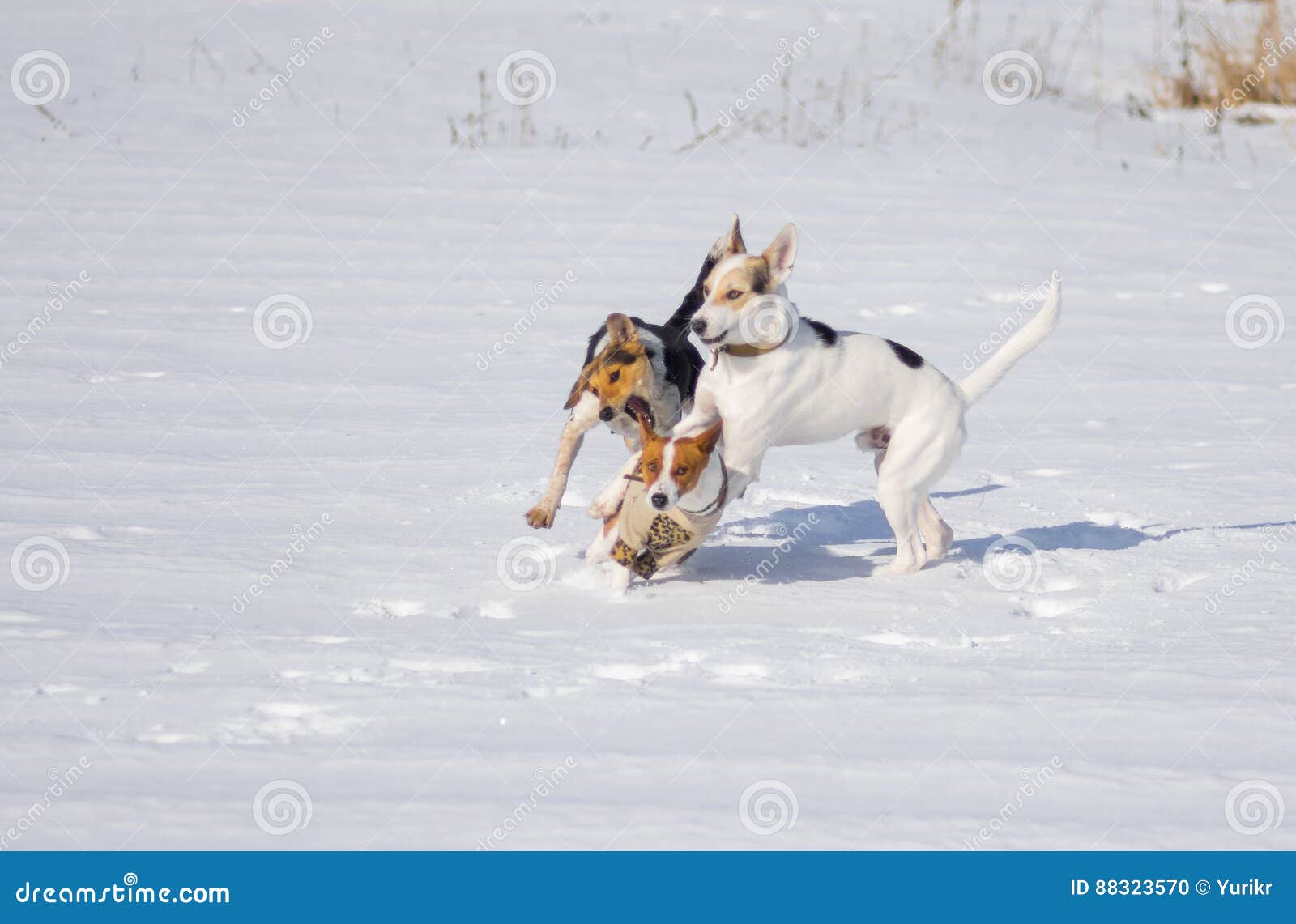 Dogs Attacking Basenji Dog while Play on a Fresh Snow Stock Photo ...
