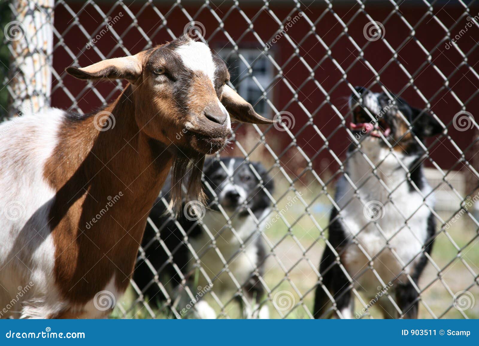 Dogs Barking at Goat stock image. Image of heeler, goat - 903511