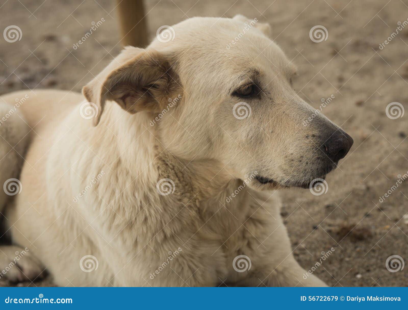 Dogs on the Beach, Schinias, Greece Stock Image - Image of hellas ...