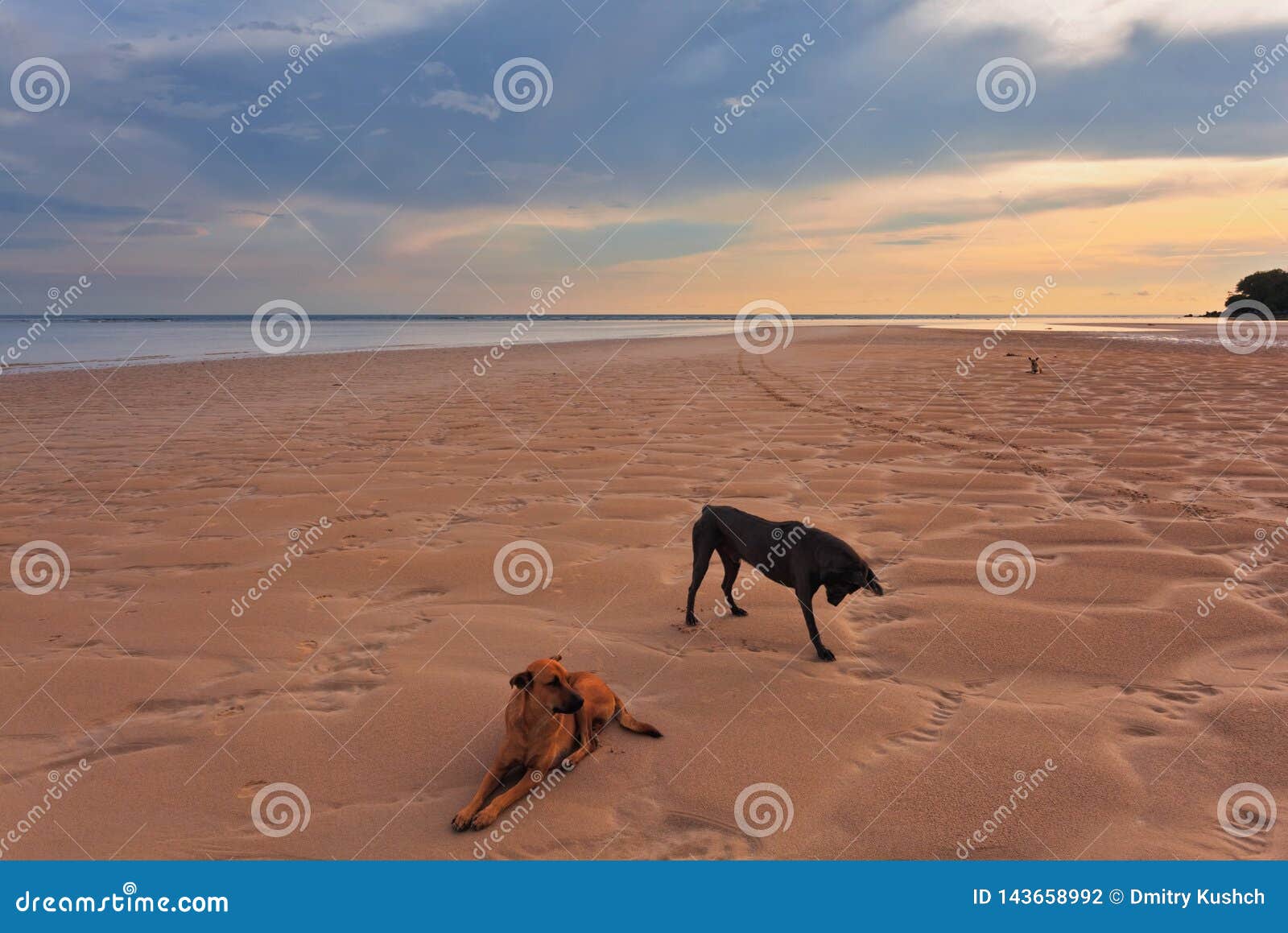 Dogs on the Beach at Sunset Stock Photo - Image of sunlight, shadow ...