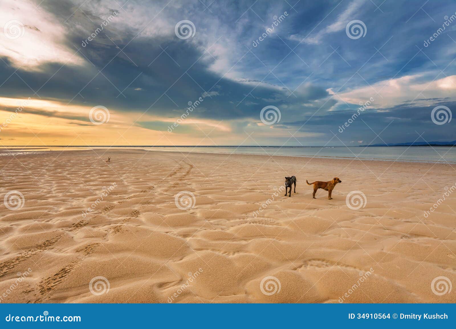 Dogs on the Beach at Sunset Stock Photo - Image of outdoor, family ...