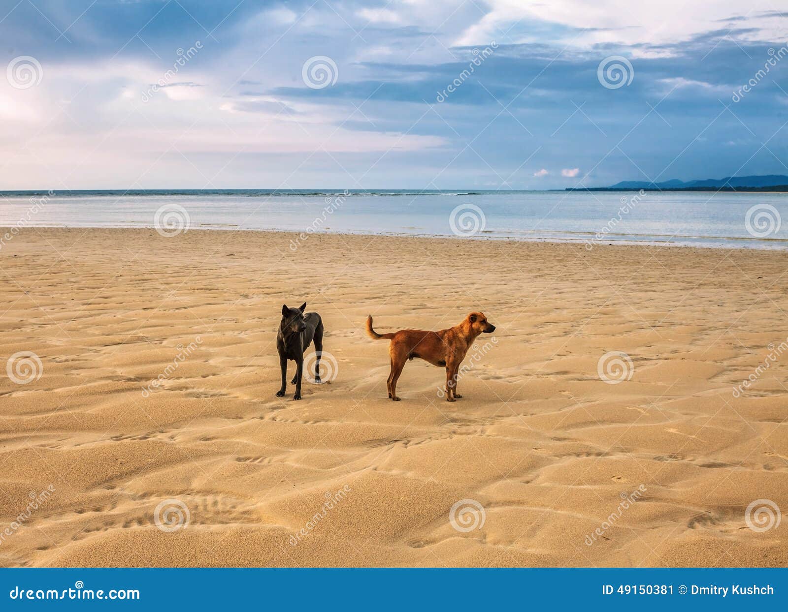 Dogs on the Beach at Sunset Stock Image - Image of shadow, nature: 49150381