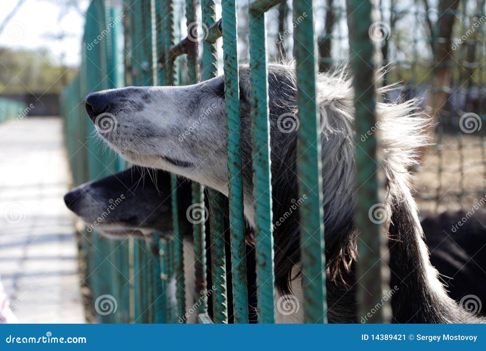 Dogs behind bars stock image. Image of grating, grate - 14389421