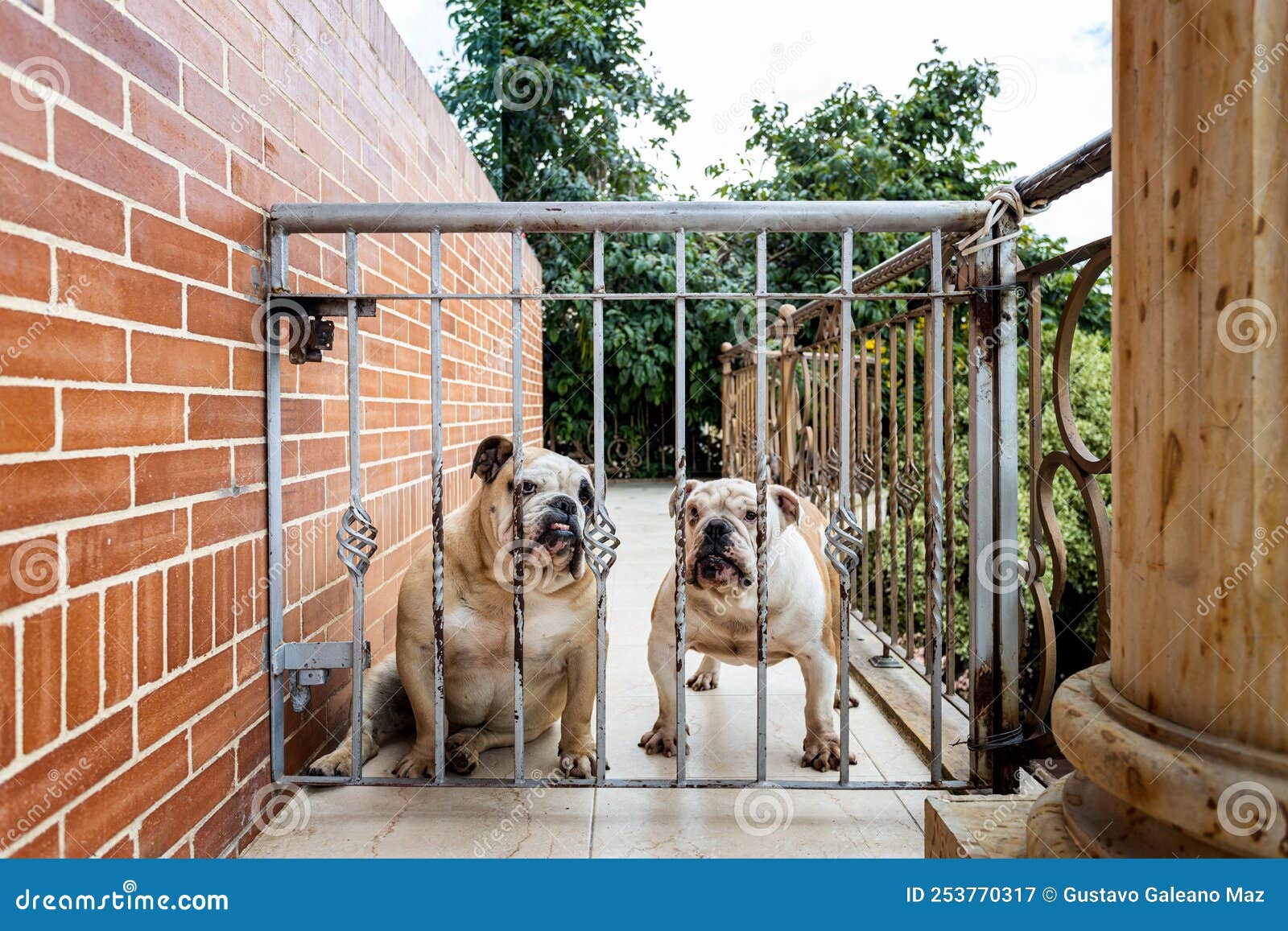 Dogs Behind Bars with Sad Faces Stock Image - Image of animal, guard ...