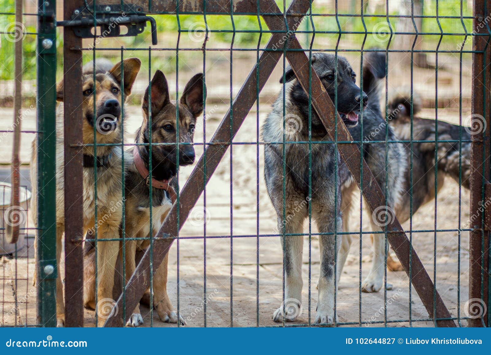 Dogs behind bars stock image. Image of grille, ears - 102644827