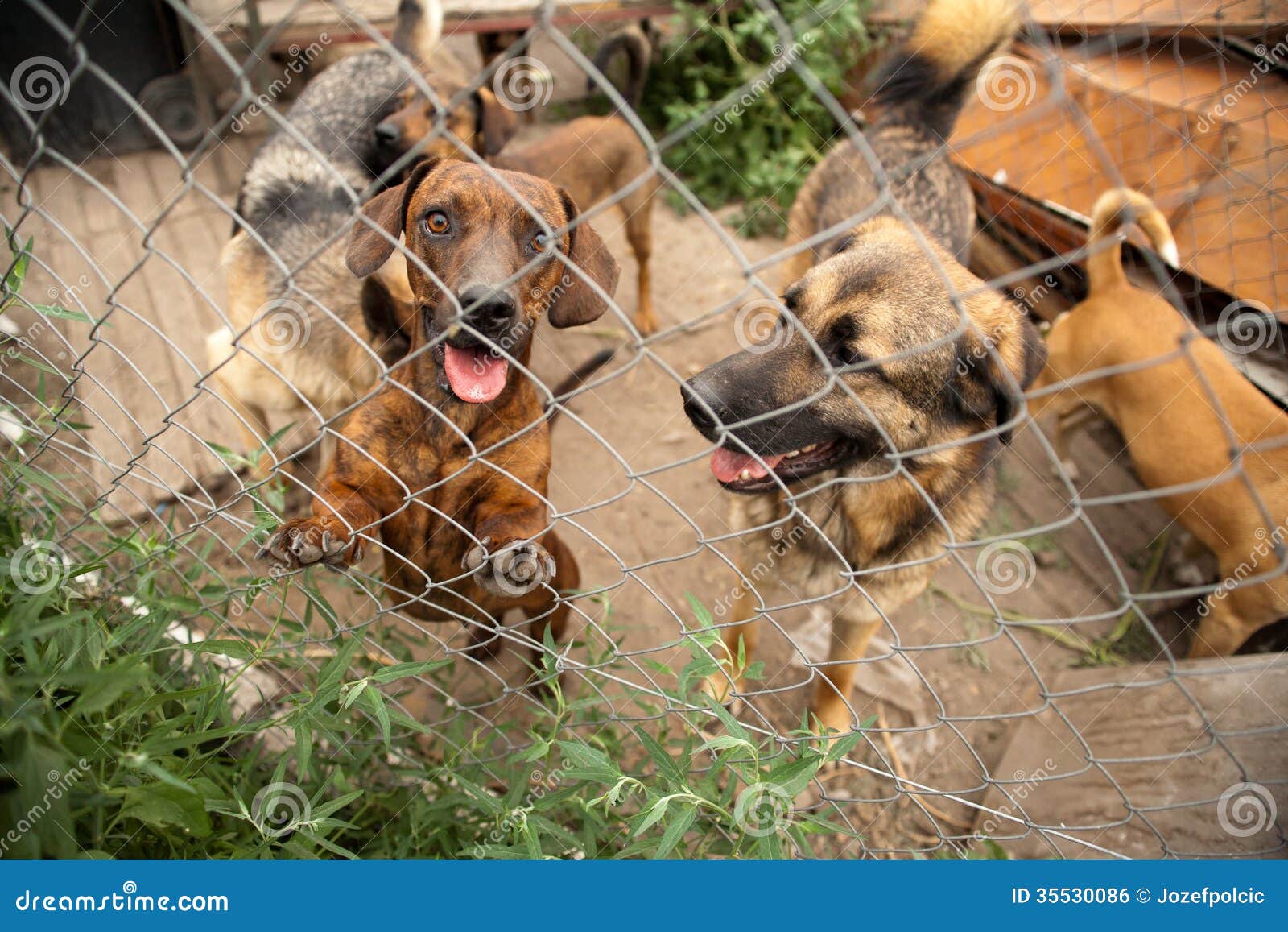 Dogs Behind Fence in Shelter Stock Photo - Image of enclosure ...