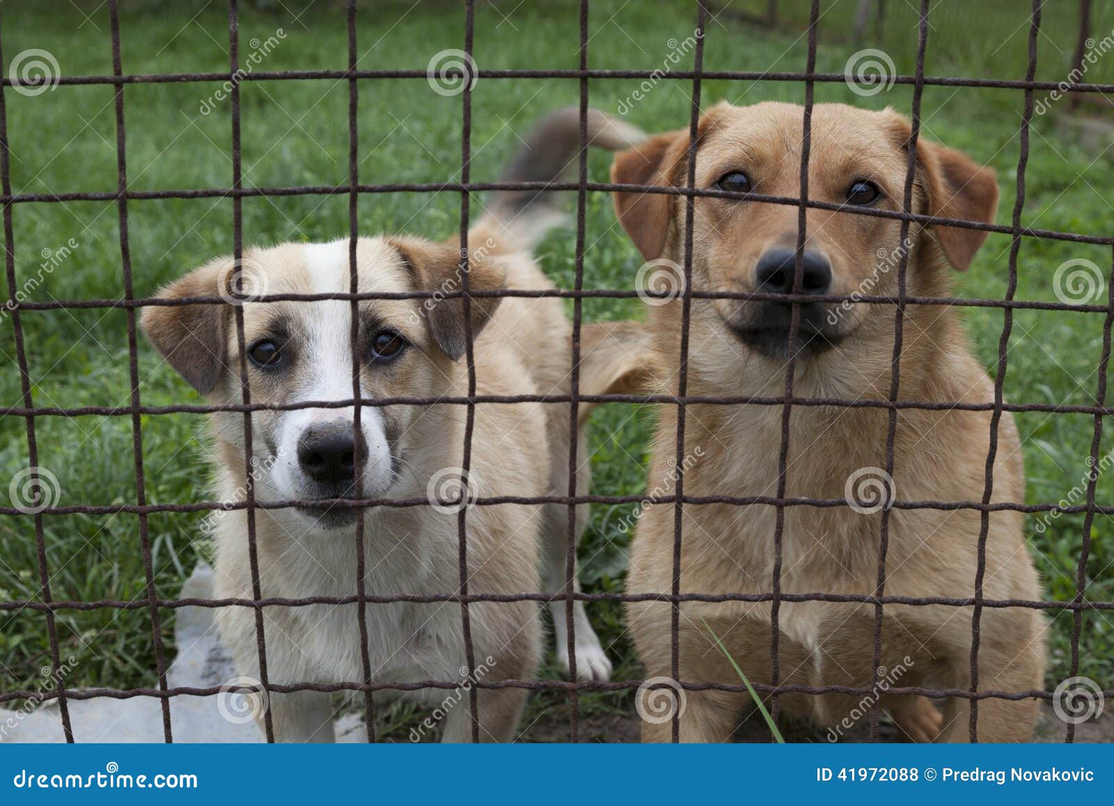 Dogs behind a fence stock photo. Image of chainlink, protection - 41972088