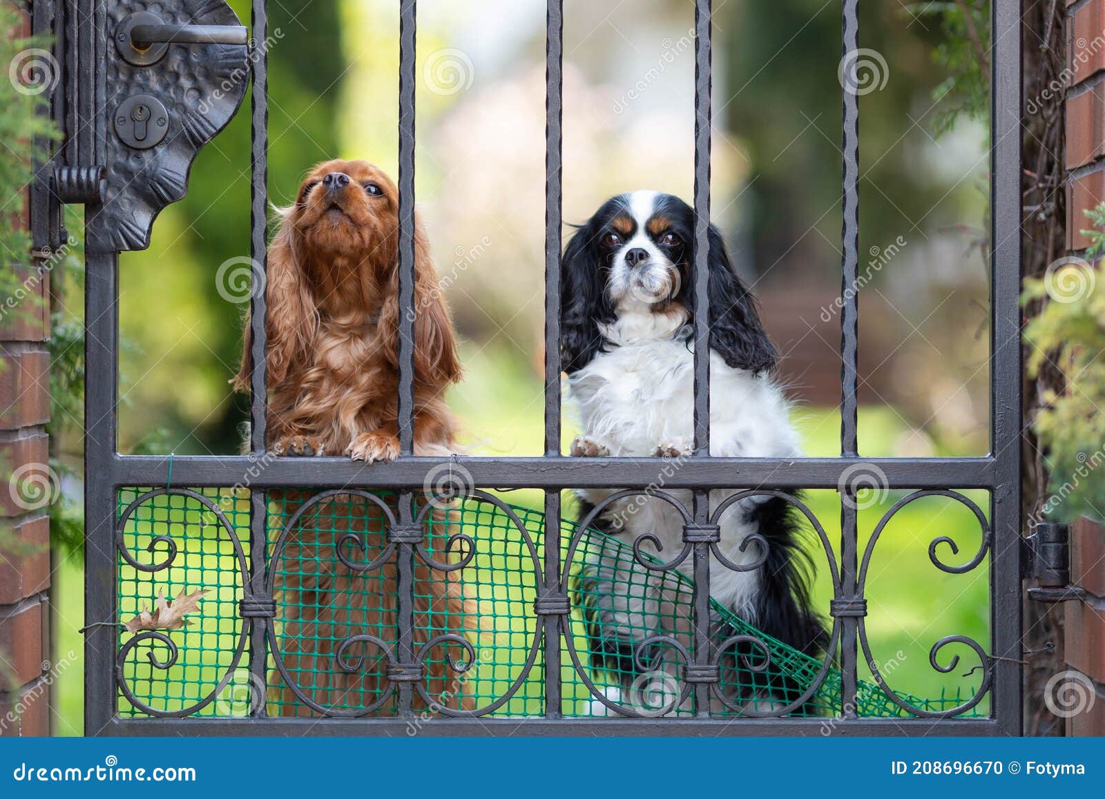 Dogs behind the gate stock photo. Image of outdoor, funny - 208696670