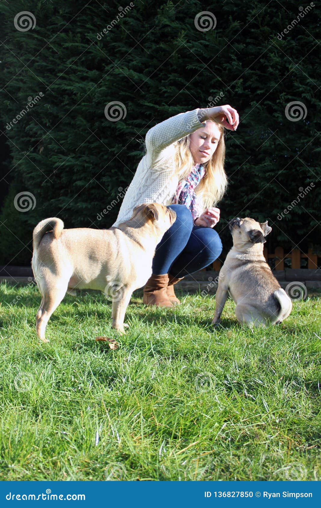 Dogs Being Trained by Owner Stock Photo - Image of field, ongrass ...