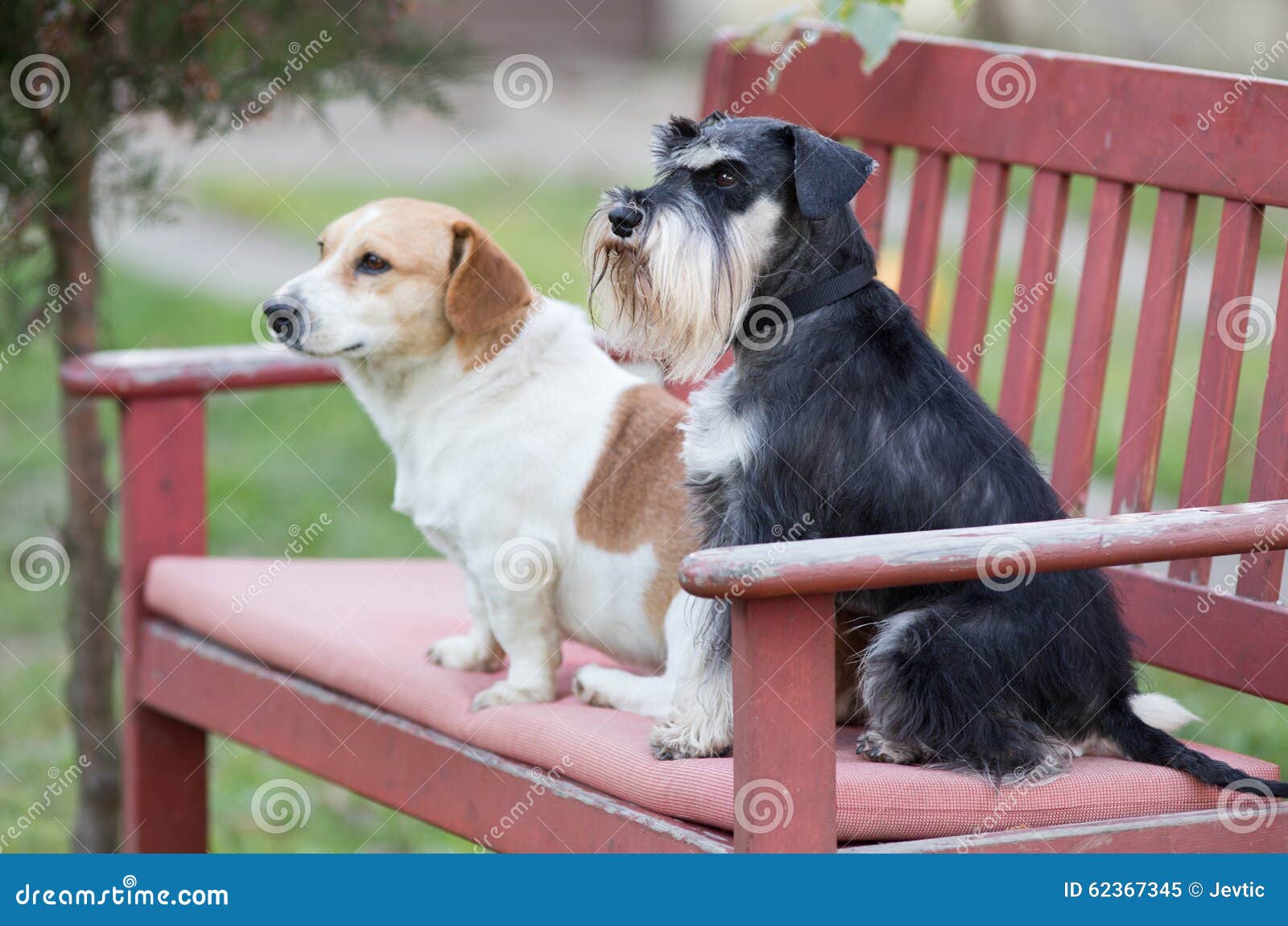 Dogs on bench stock image. Image of animal, sitting, small - 62367345