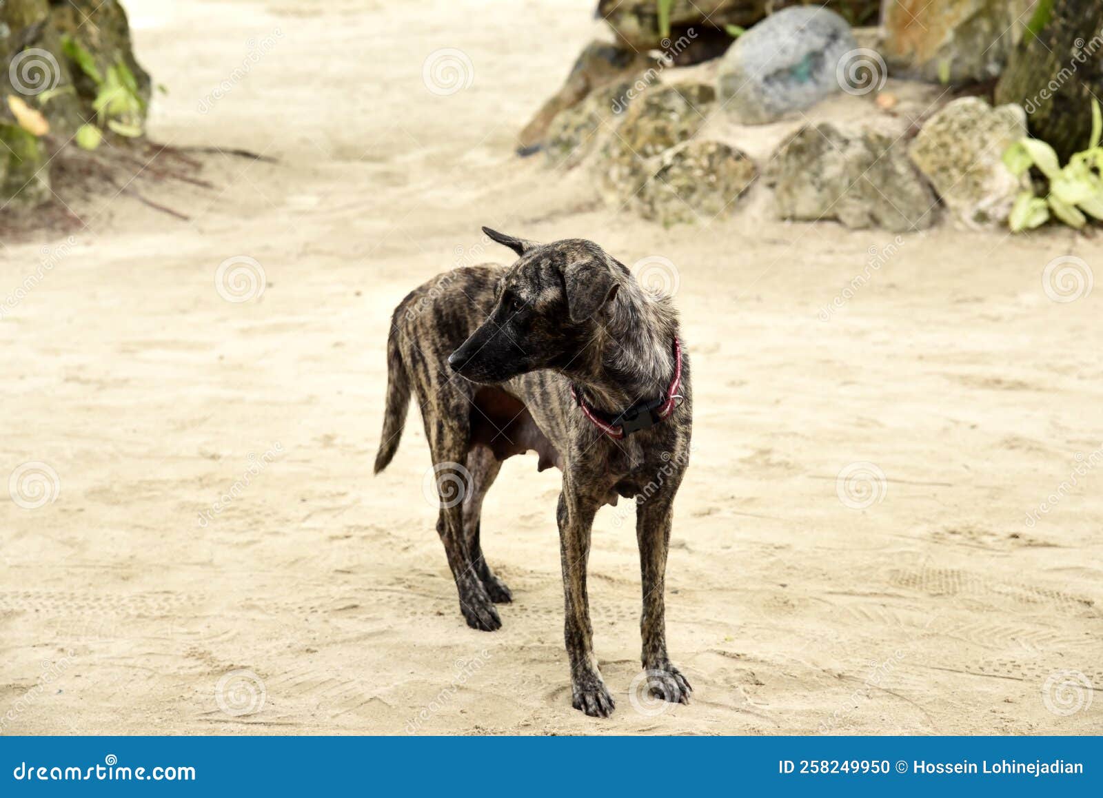 Dogs in the Boracay Beach, Philippines Stock Photo - Image of breed ...