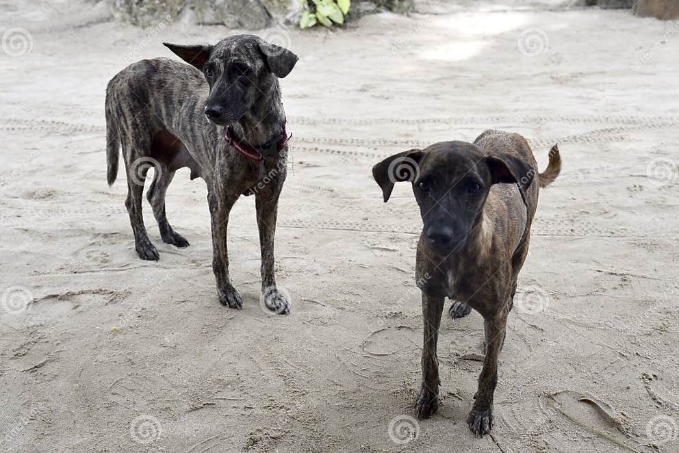 Dogs in the Boracay Beach, Philippines Stock Photo - Image of nature ...