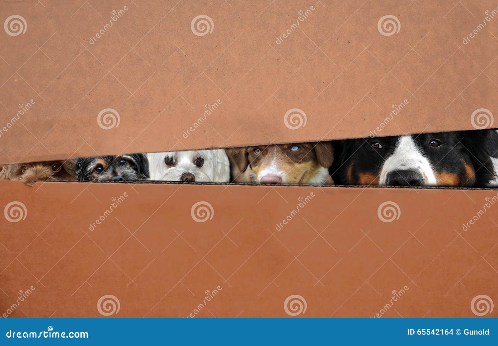 Dogs in a box stock photo. Image of humorous, card, domestic - 65542164