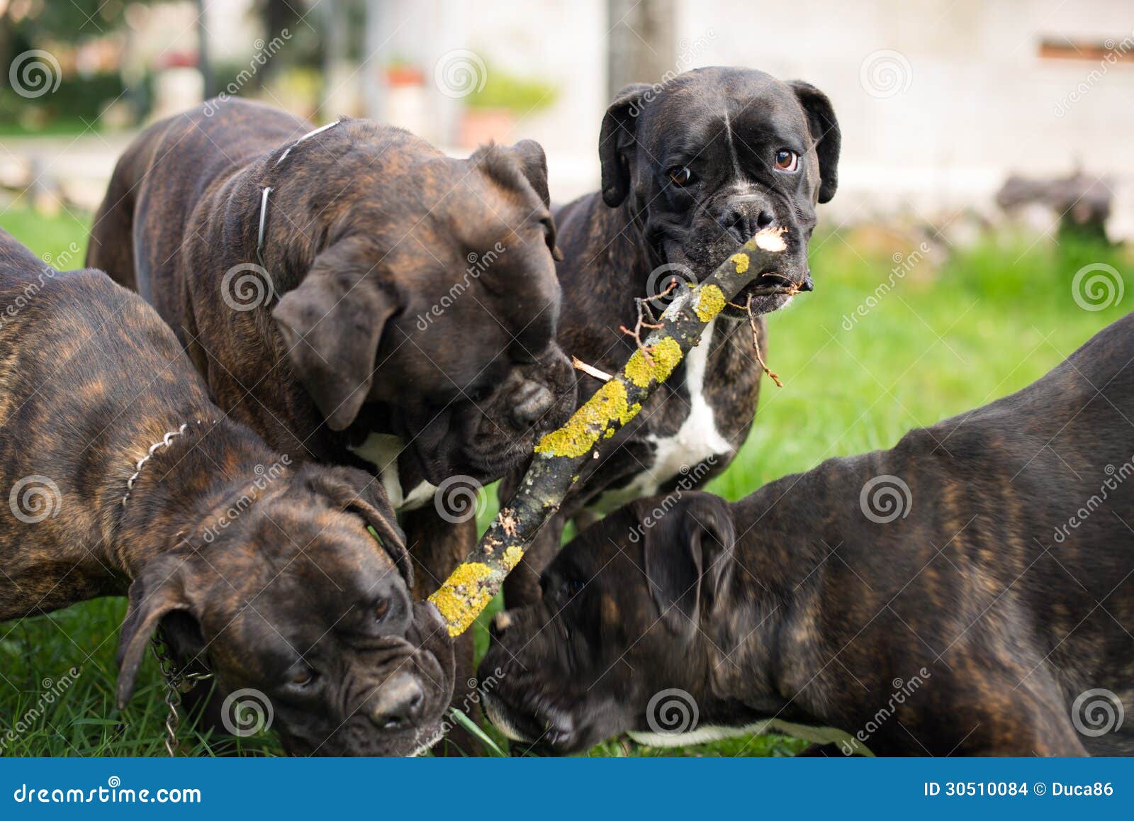Dogs Boxer stock photo. Image of grass, playing, green - 30510084