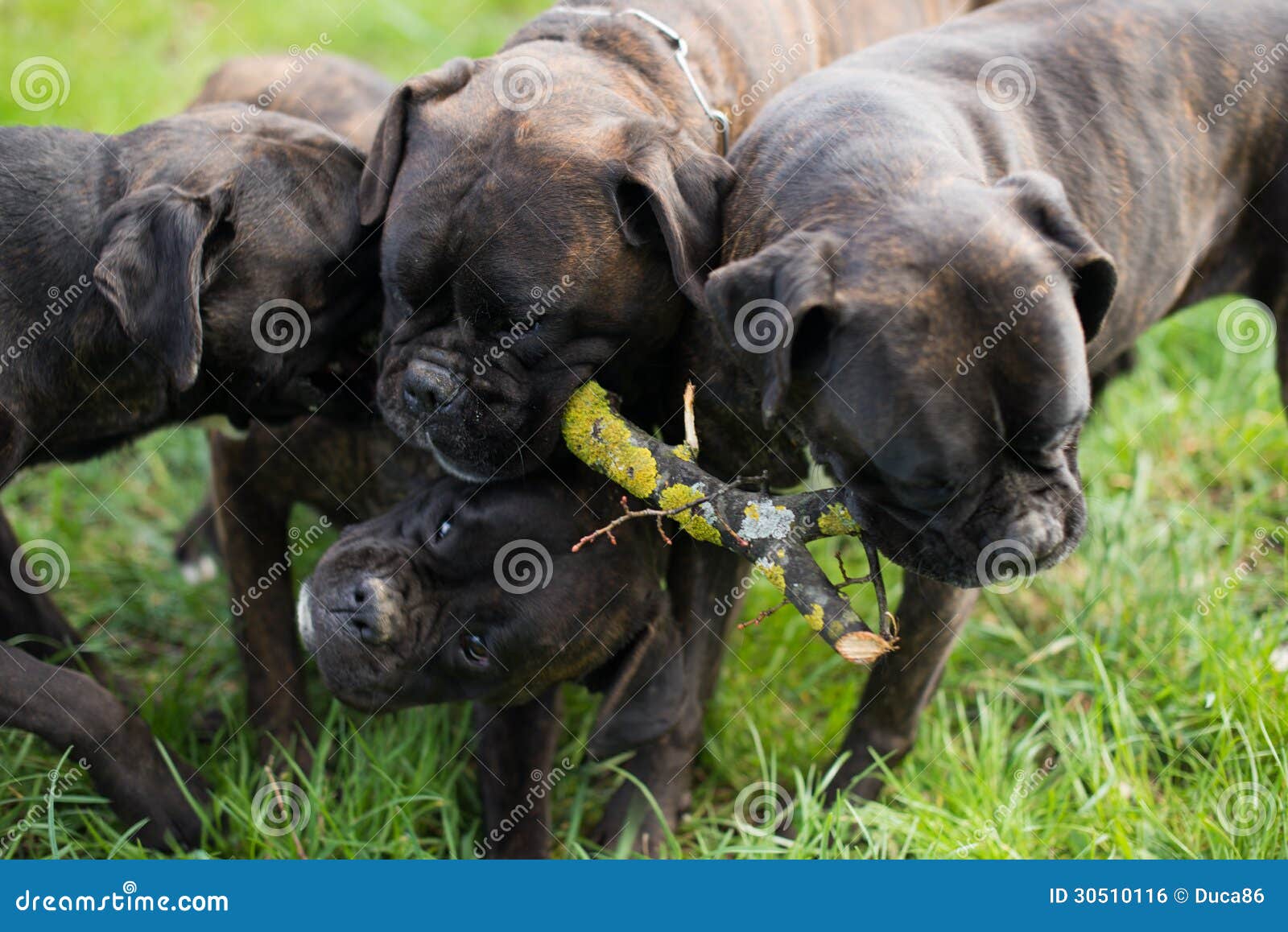Dogs Boxer stock photo. Image of nature, grass, brown - 30510116