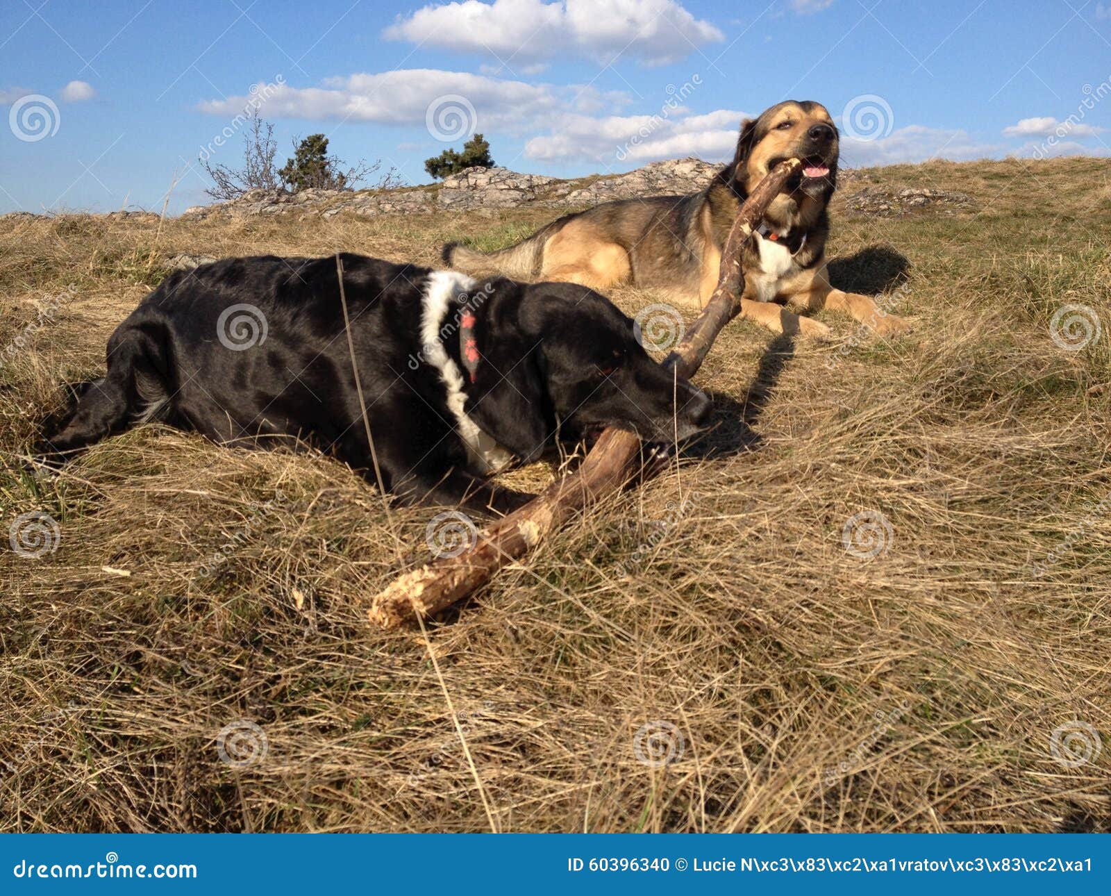 Dogs with branch stock photo. Image of meadow, playing - 60396340