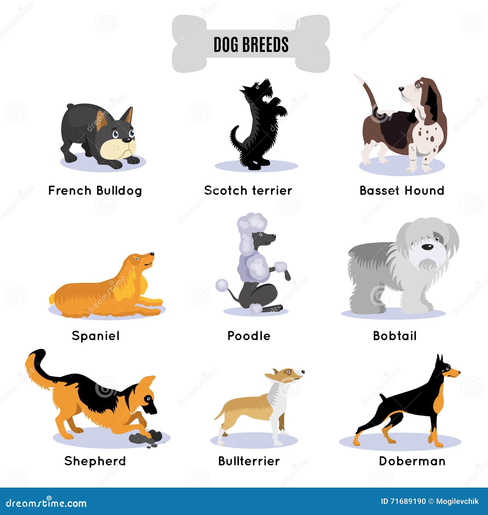 Dogs Breed Infographics Types Of Dog Breeds From France. Royalty-Free ...