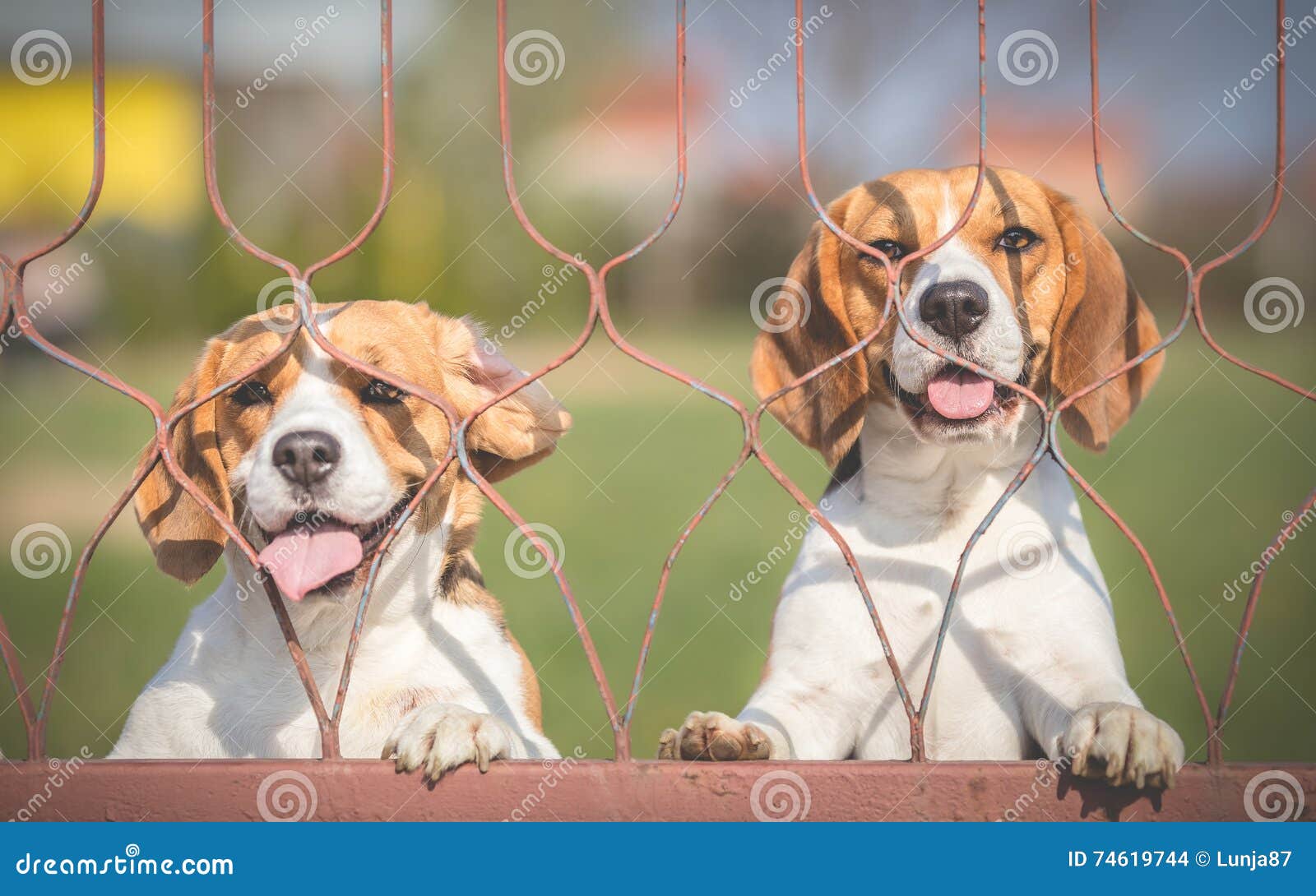 Dogs Can T Wait To Go for a Walk Stock Photo - Image of camera, happy ...