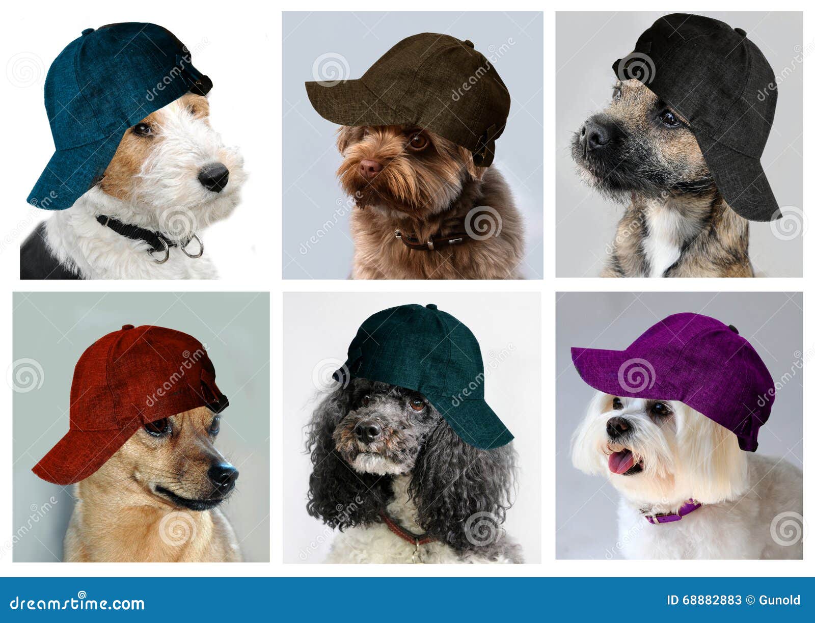 Dogs with caps stock image. Image of background, harlequin - 68882883