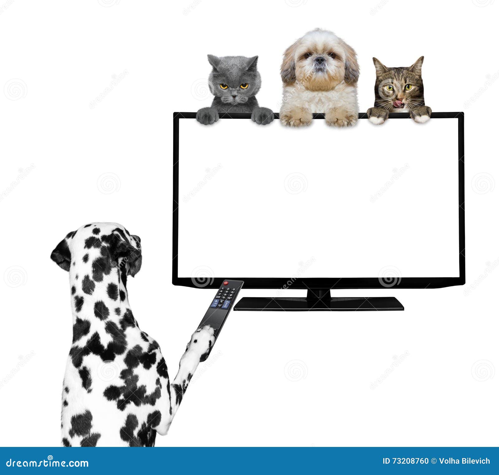 Dogs and Cats Watching Television Stock Photo - Image of relaxation ...