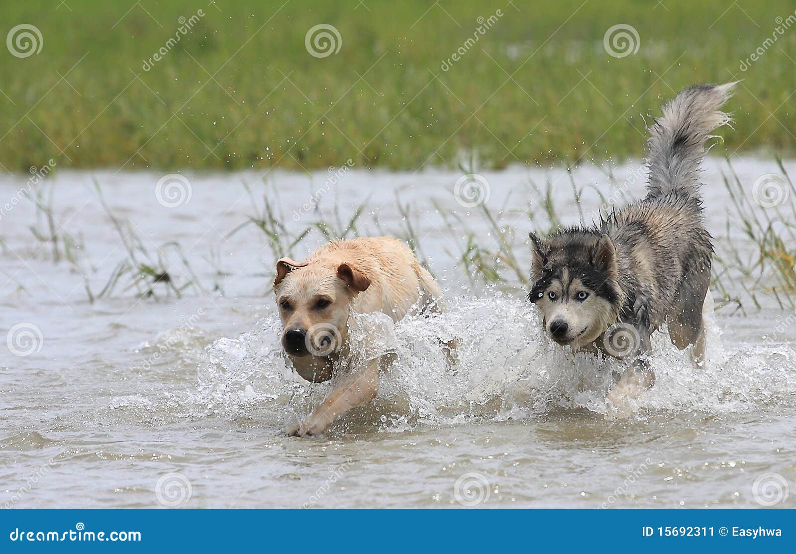 Dogs chasing stock image. Image of black, outdoor, mammal - 15692311