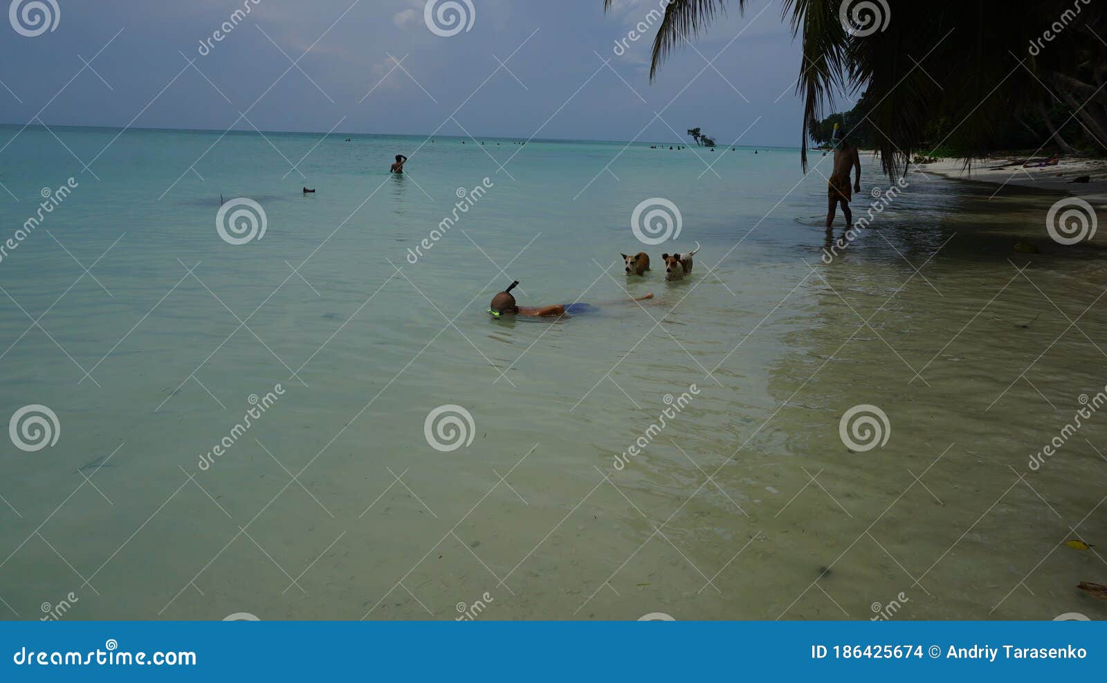 Dogs chasing a boy stock photo. Image of sand, beautifulview - 186425674