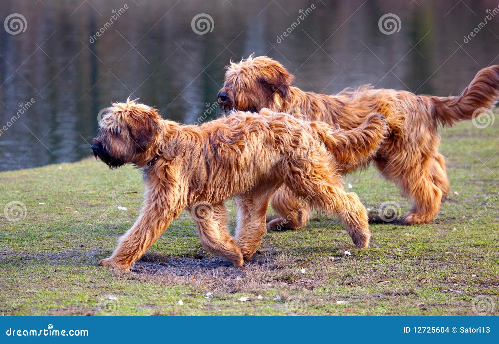 Dogs chasing each other stock photo. Image of terrestrial - 12725604