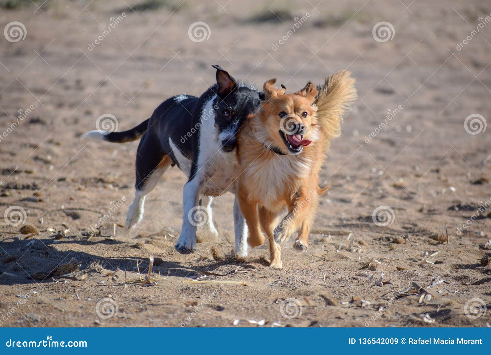 Dogs Chasing Each Other in the Beach Stock Image - Image of sand, mutt ...