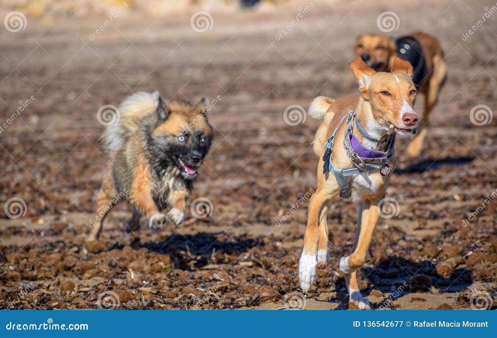 Dogs Chasing Each Other on the Beach Stock Image - Image of canine ...