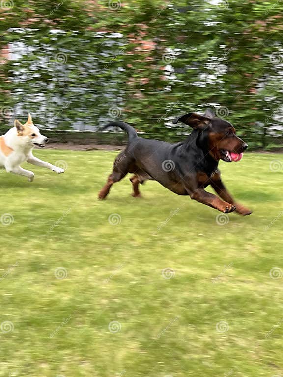 Dogs chasing each other stock photo. Image of lots, flowing - 257039614
