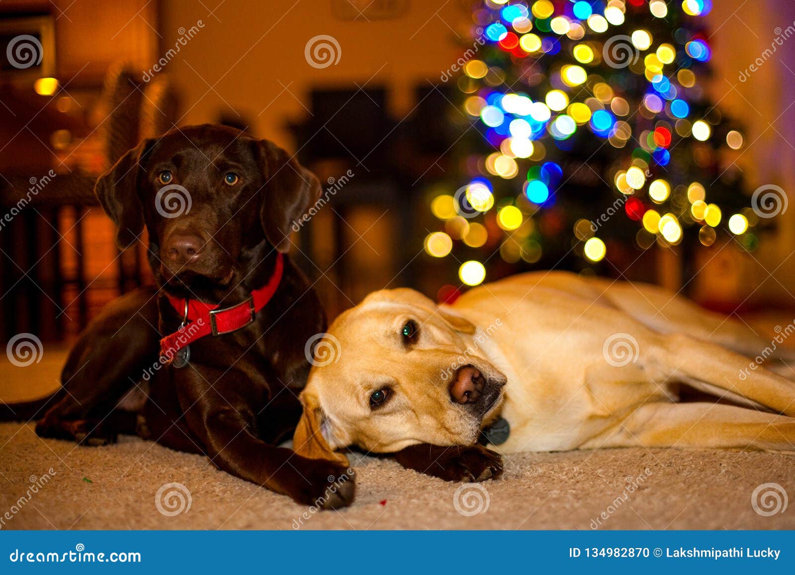 Dogs in Christmas Decoration Room Christmas Tree Lighting Closeup Stock ...