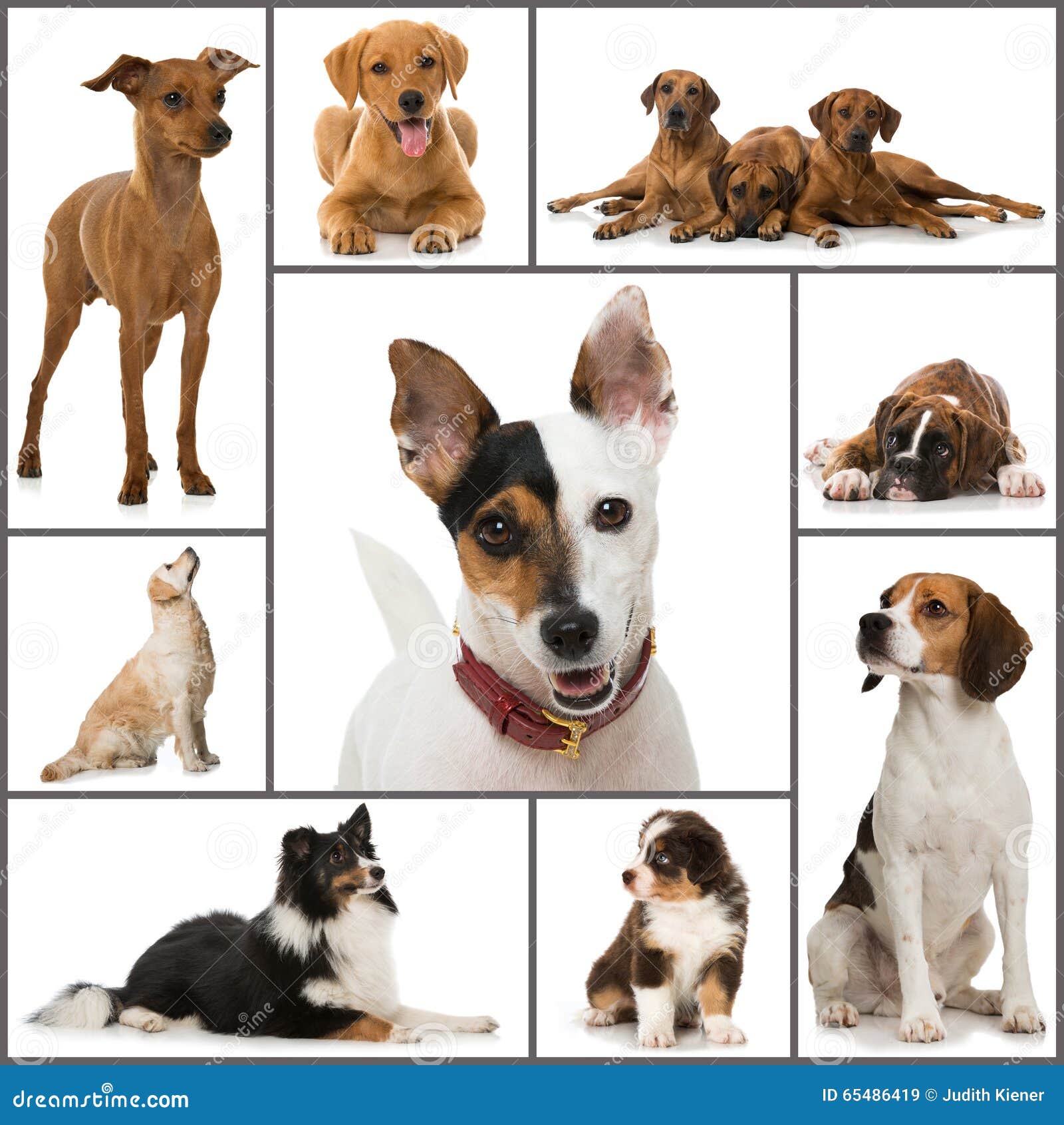 Dogs collage stock image. Image of russel, jack, breed - 65486419