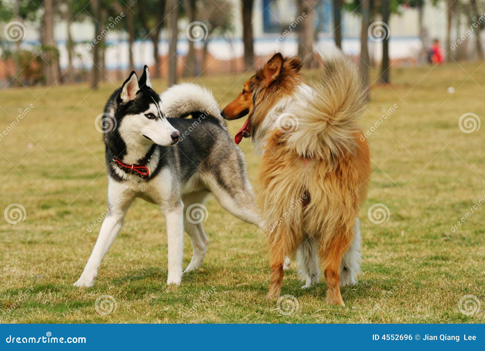 Can A Siberian Husky And A Rough Collie Be Friends