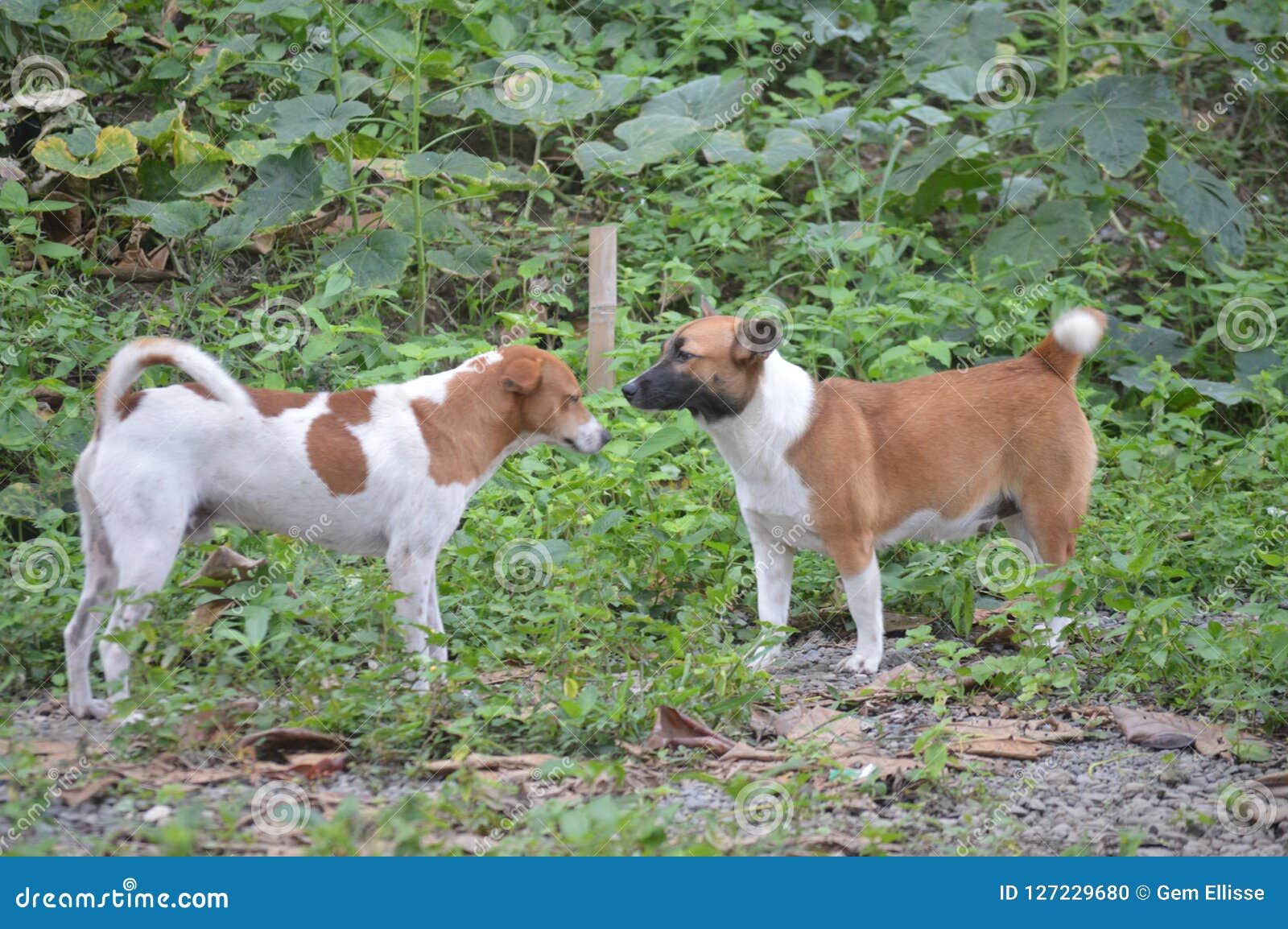 Dogs Communicating To Each Other Stock Photo - Image of communication ...