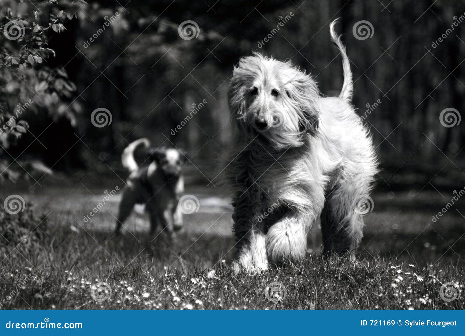 Dogs in countryside stock image. Image of canine, exercising - 721169