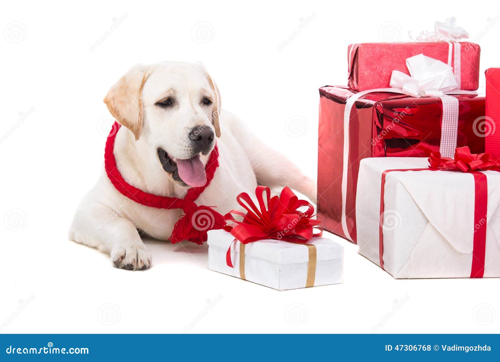Dogs stock photo. Image of breed, mammal, gift, adult - 47306768