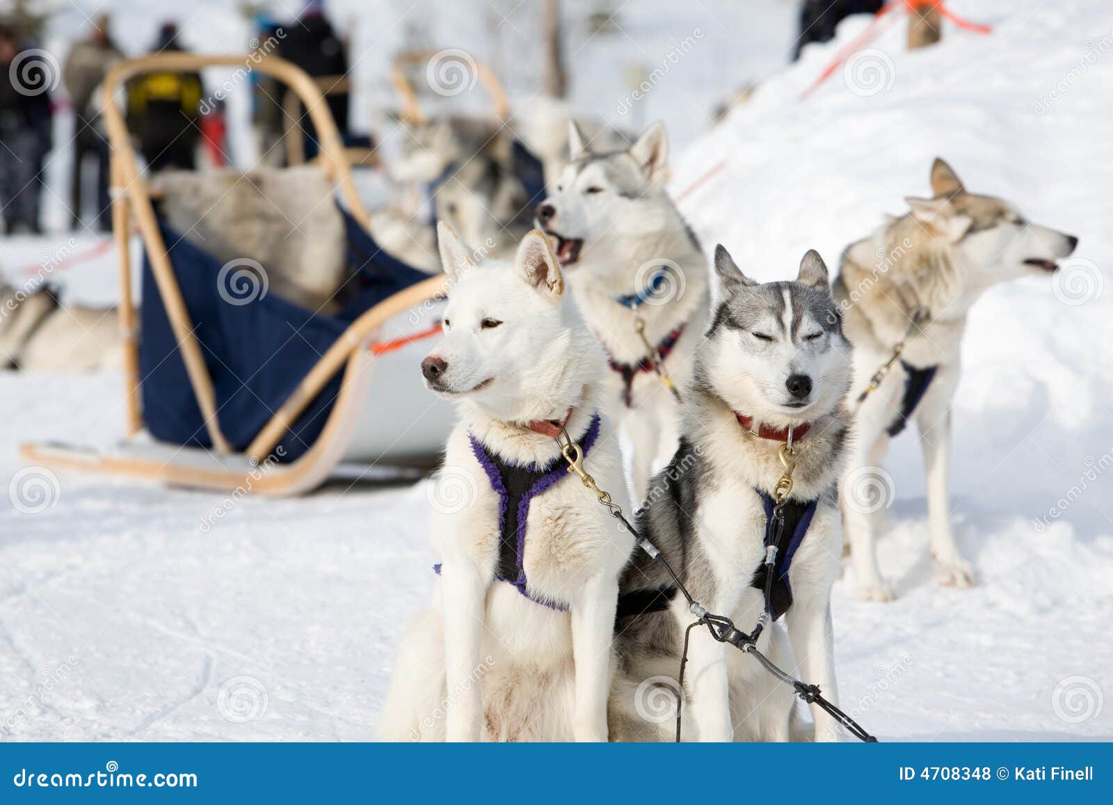 Dogs den husky sleden arkivfoto. Bild av redovisning, polart - 4708348
