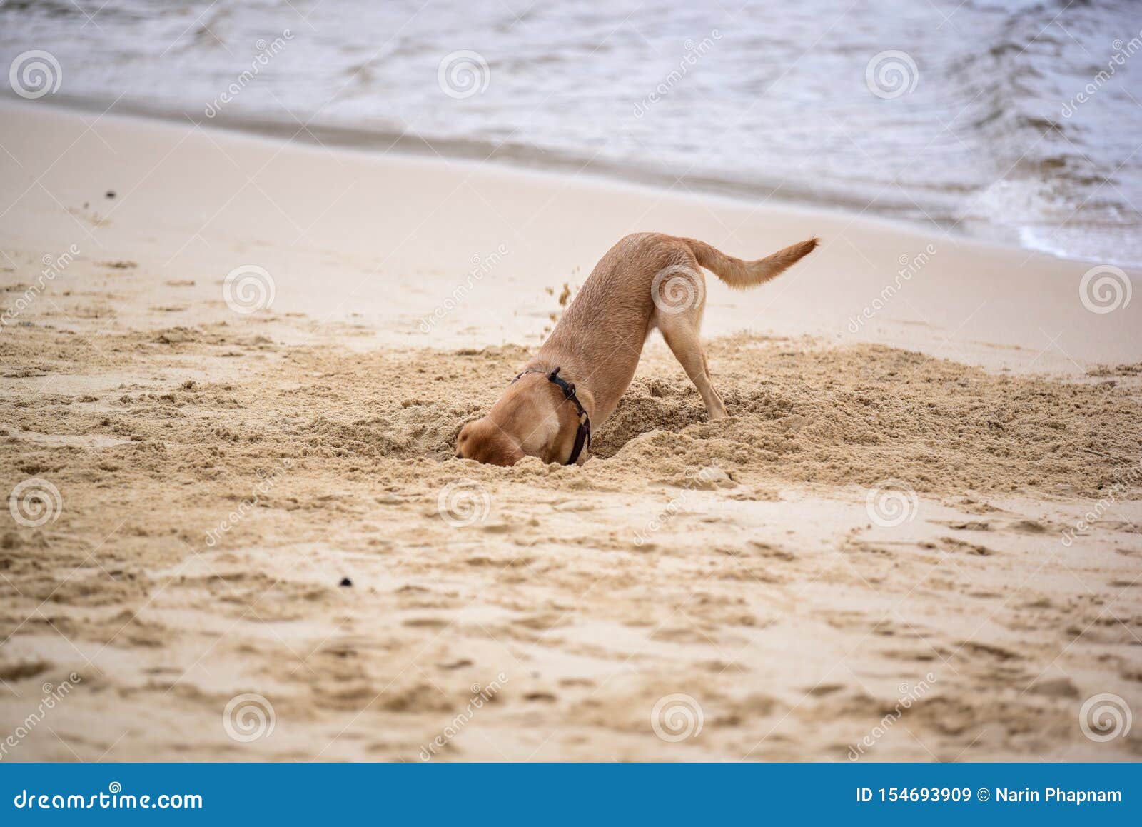 Dogs are digging stock image. Image of outdoor, portrait - 154693909
