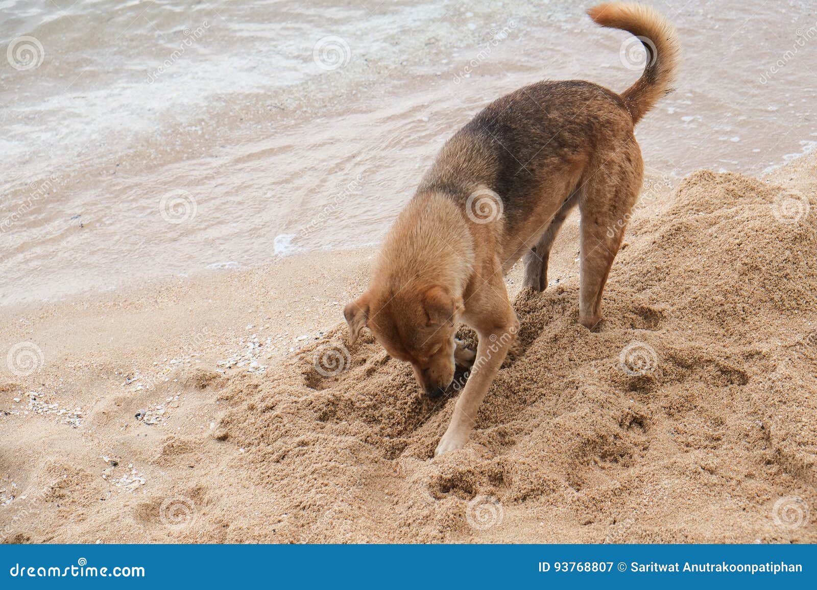 Dogs are digging stock image. Image of alert, doggy, alone - 93768807