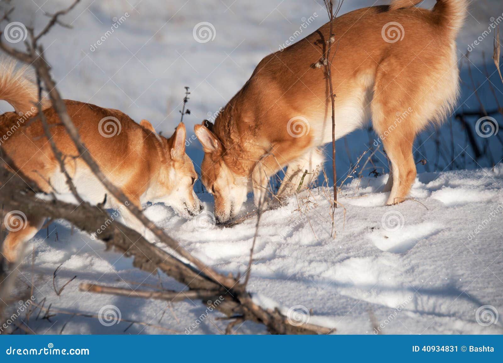 Dogs digging snow. stock image. Image of white, snow - 40934831