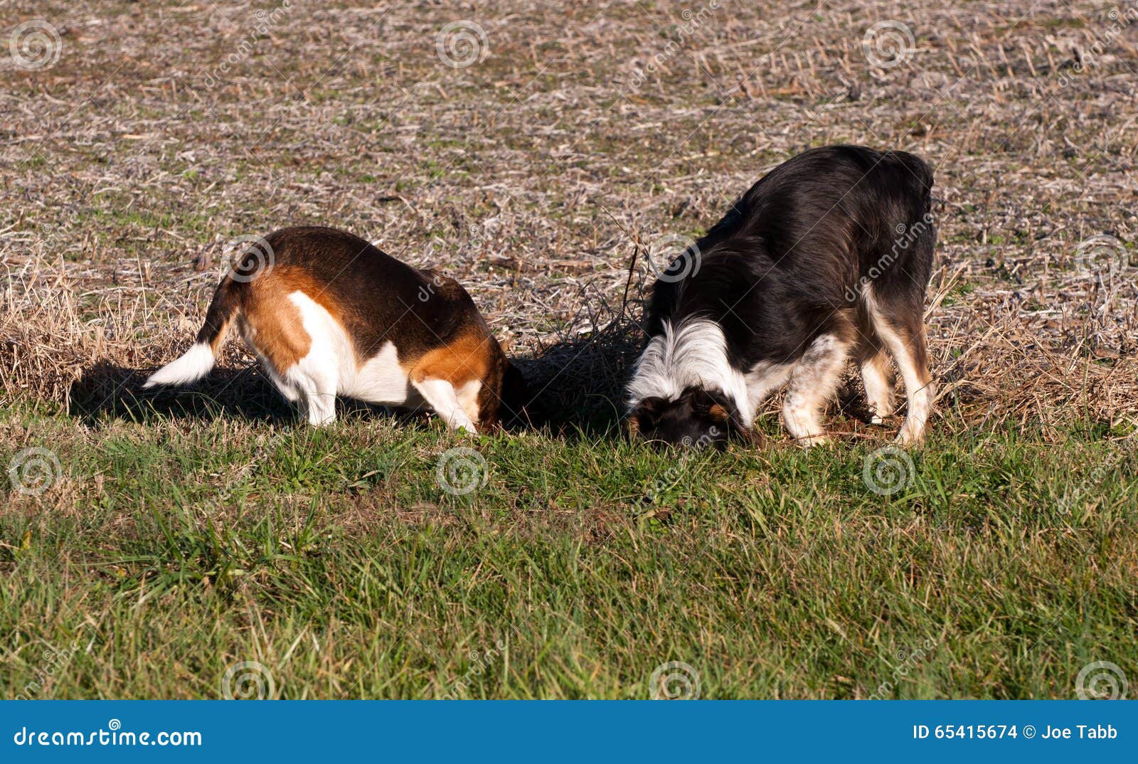Dogs digging stock photo. Image of dogs, hunting, hole - 65415674