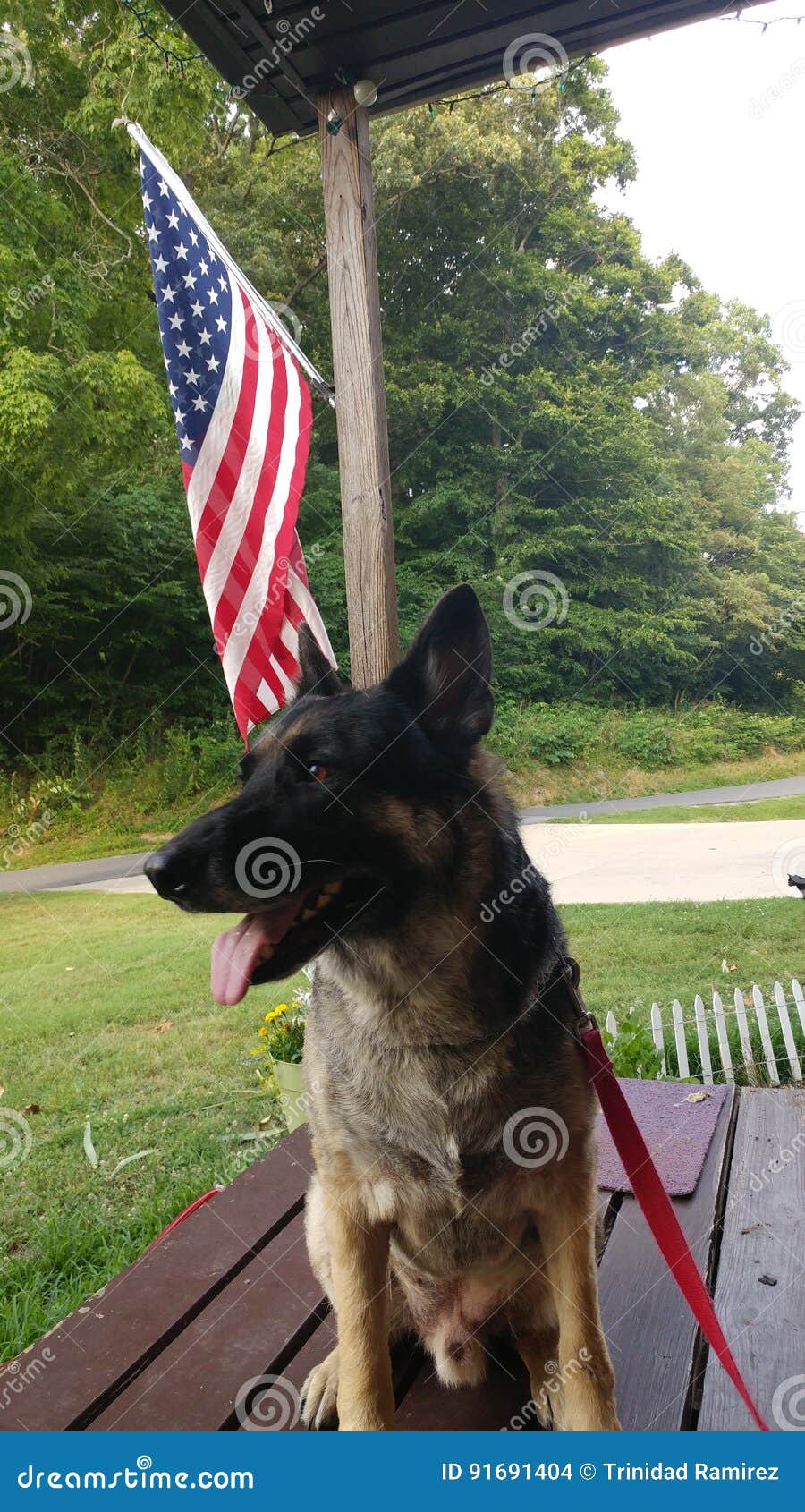 Dogs stock photo. Image of flag, dogs, daytime, german - 91691404