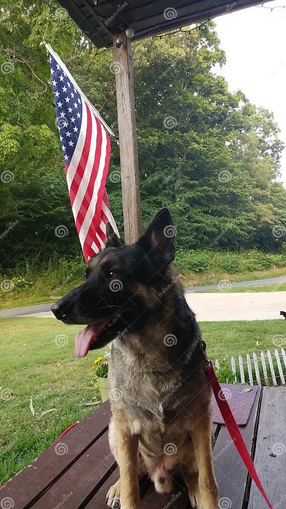 Dogs stock photo. Image of flag, dogs, daytime, german - 91691404