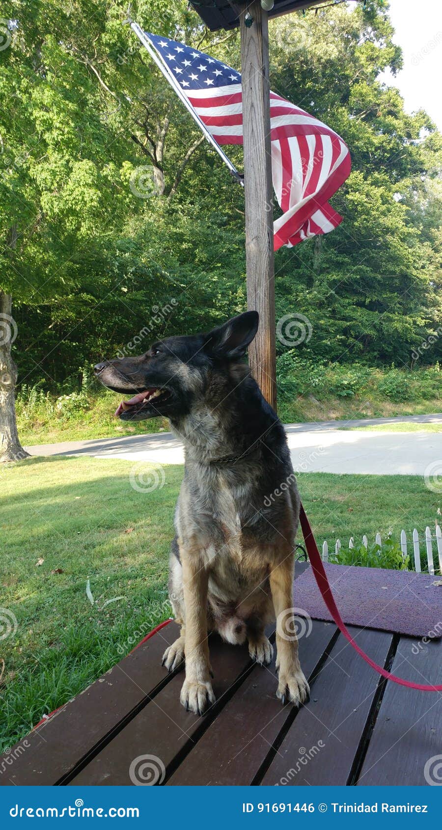 Dogs stock photo. Image of tree, grass, flag, outside - 91691446