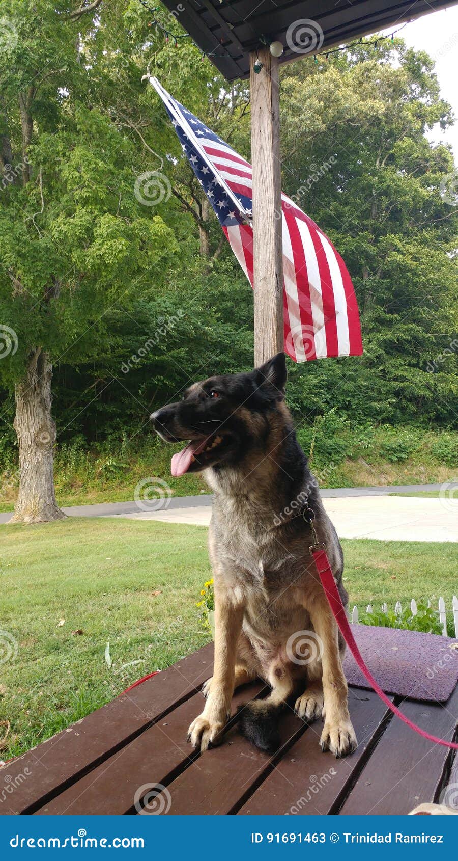 Dogs stock image. Image of leash, outside, flag, dogs - 91691463