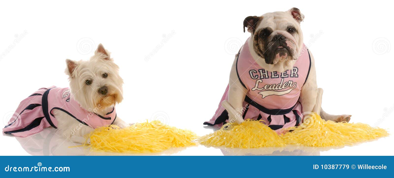 Dogs Dressed Up As Cheerleaders Stock Image - Image of pompoms, bulldog ...