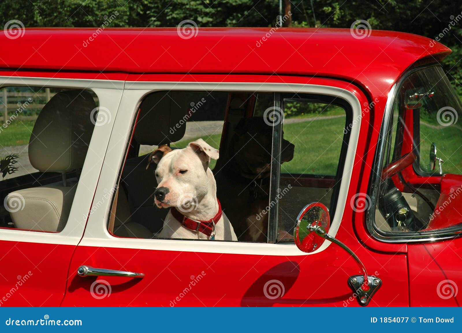 Dogs Driver and Passenger stock image. Image of pitbull - 1854077