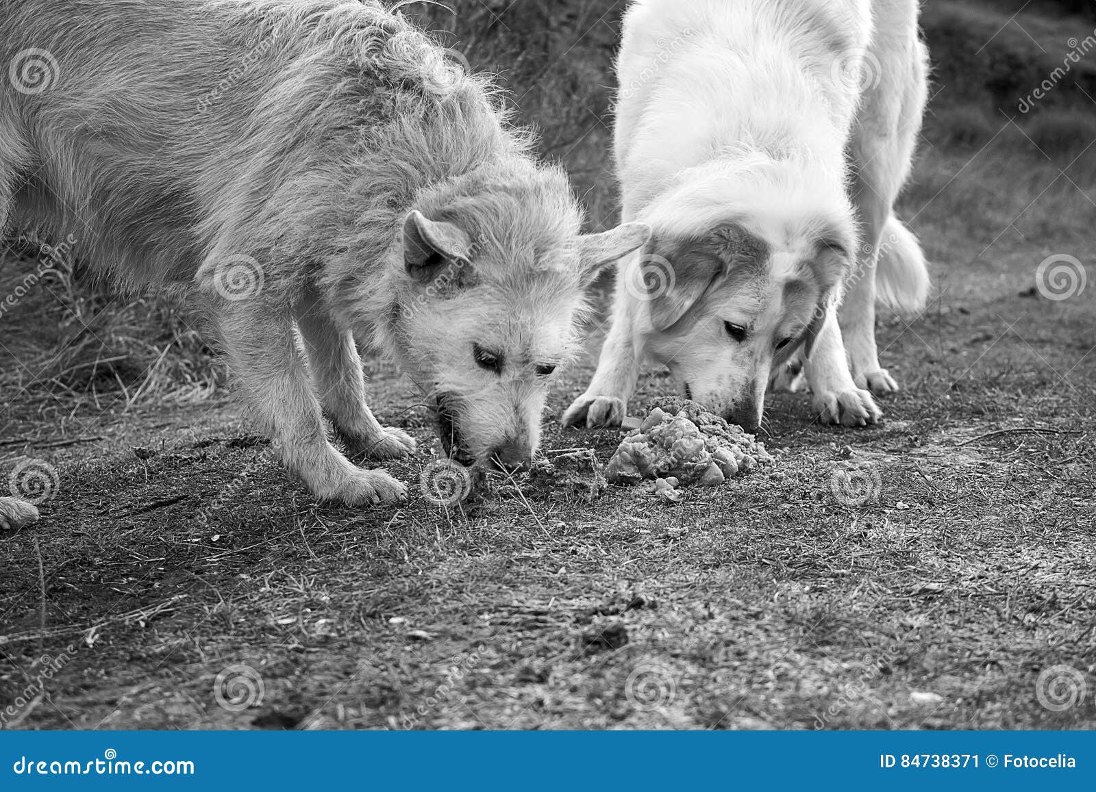 Dogs eating together stock image. Image of chewing, friendship - 84738371