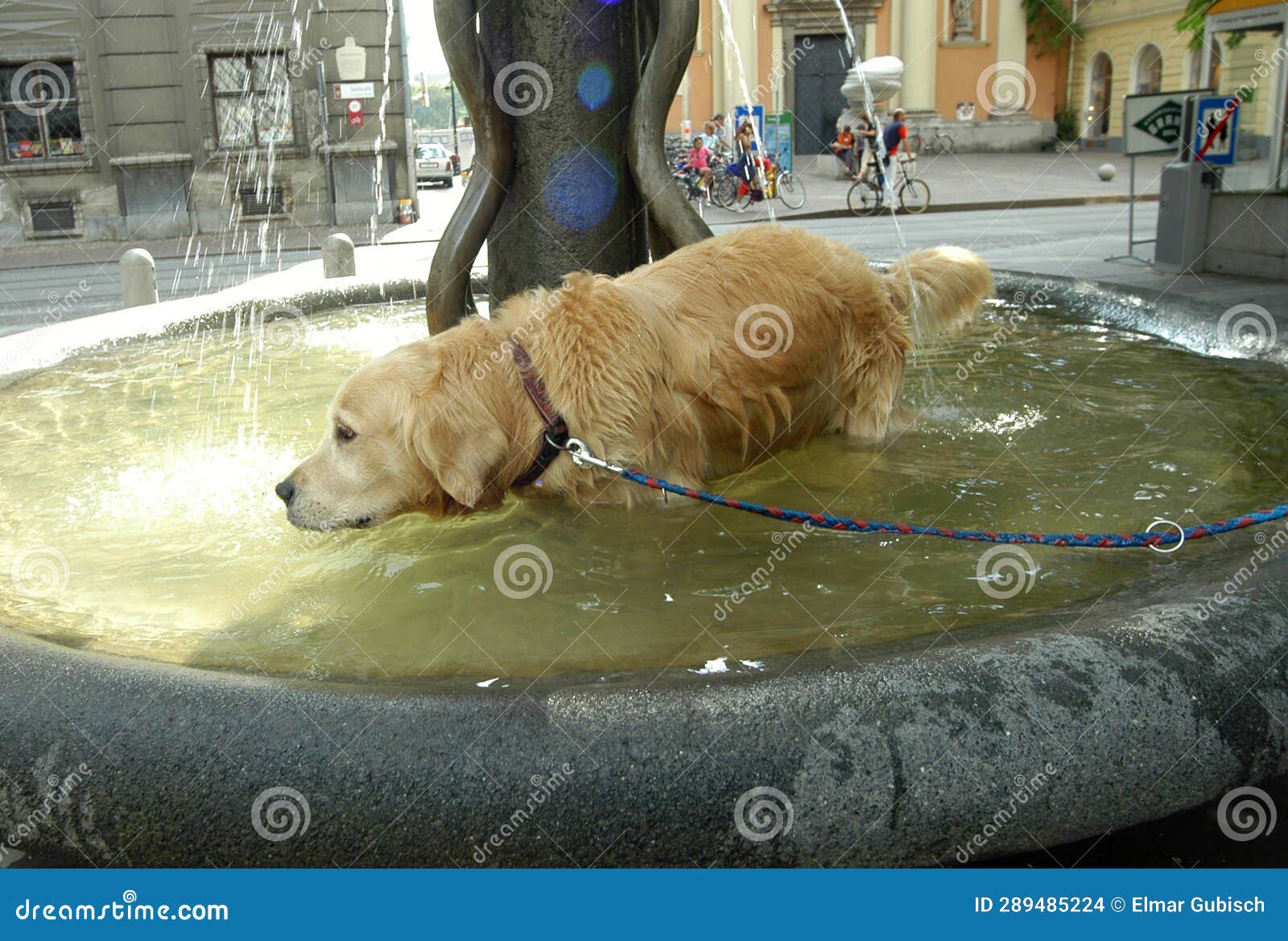 Dogs and the element water stock photo. Image of element - 289485224