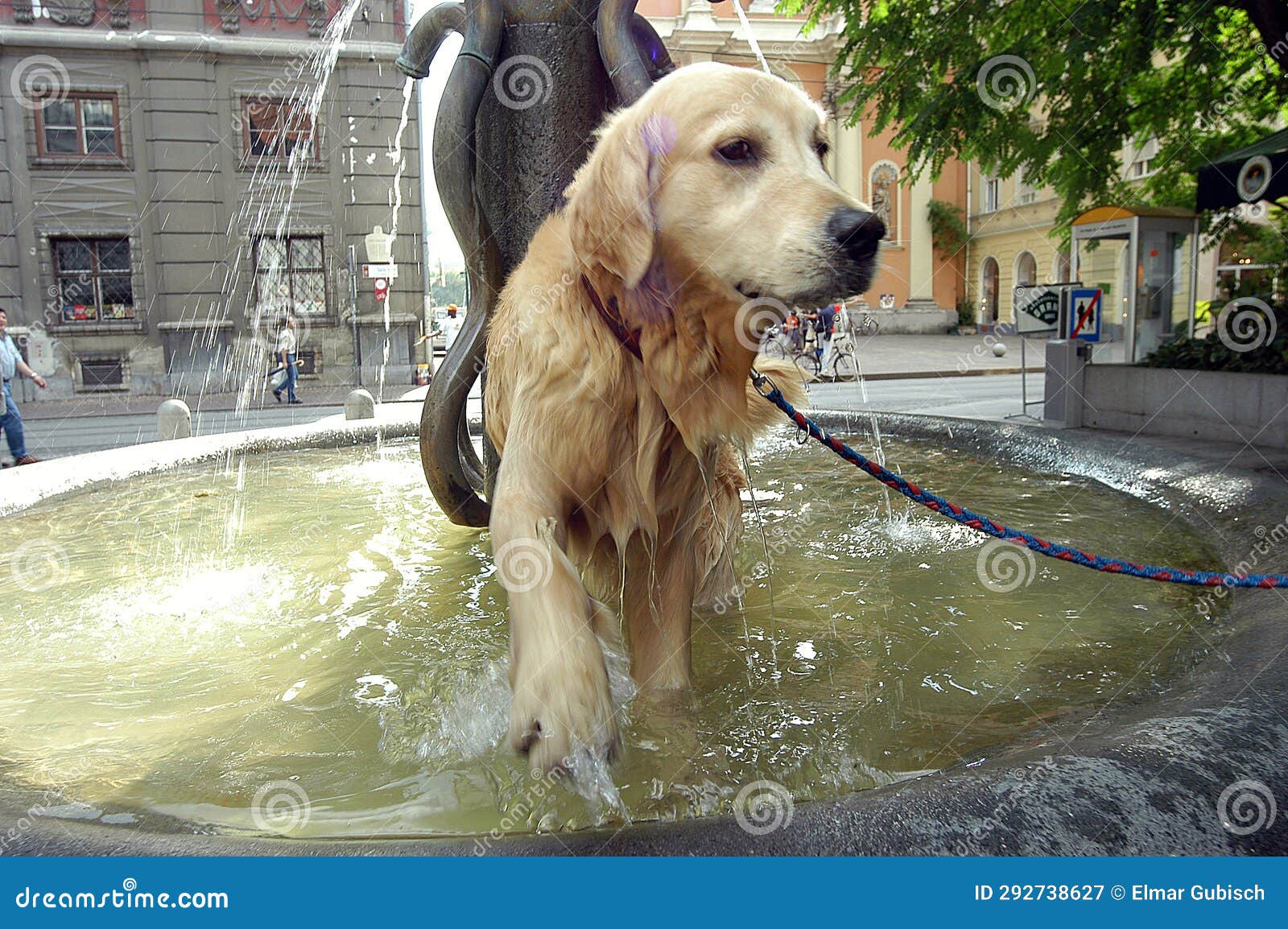 Dogs and the element water stock image. Image of owner - 292738627